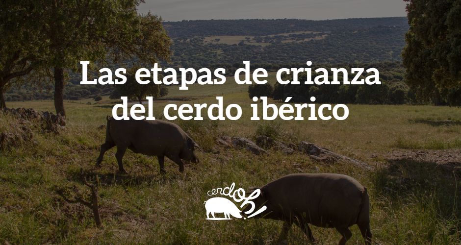 Las etapas de crianza del cerdo ibérico